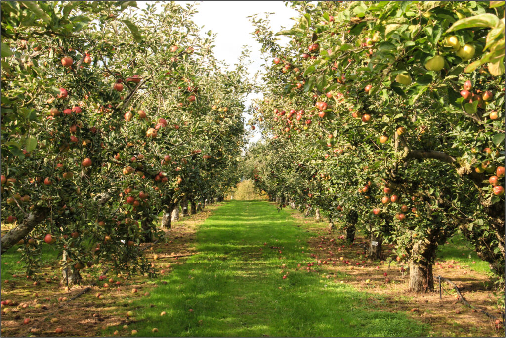 Beautiful orchards you can visit without a car - Scenic Rail Britain